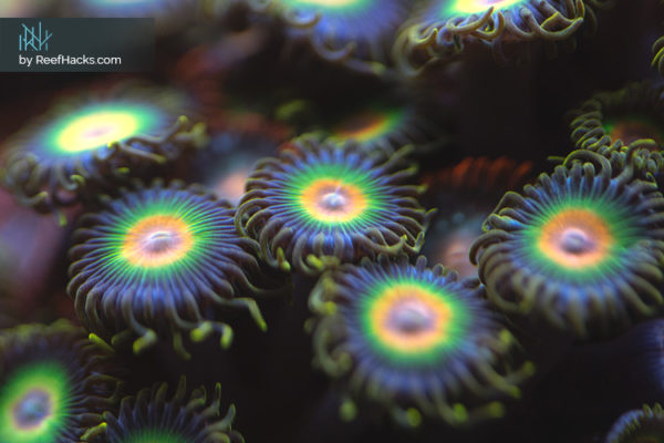 Ultimate Zoanthids Coral Hacking Guide With Amazing Pictures